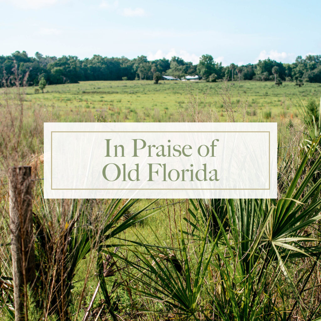 In Praise of Old Florida - The Southern Azalea